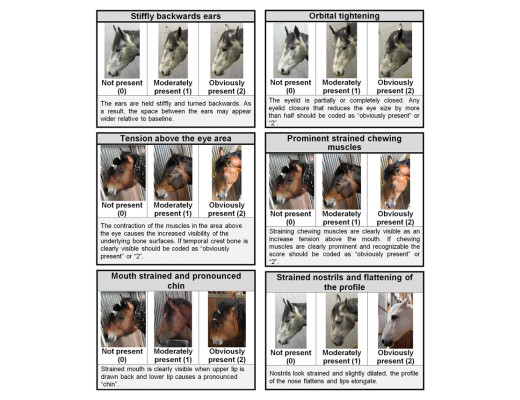 Care About Cushings - What is your horse telling you?